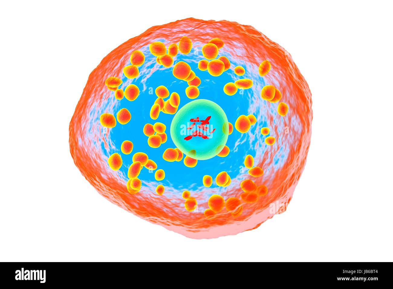 Basophil White Blood Cell Illustration License