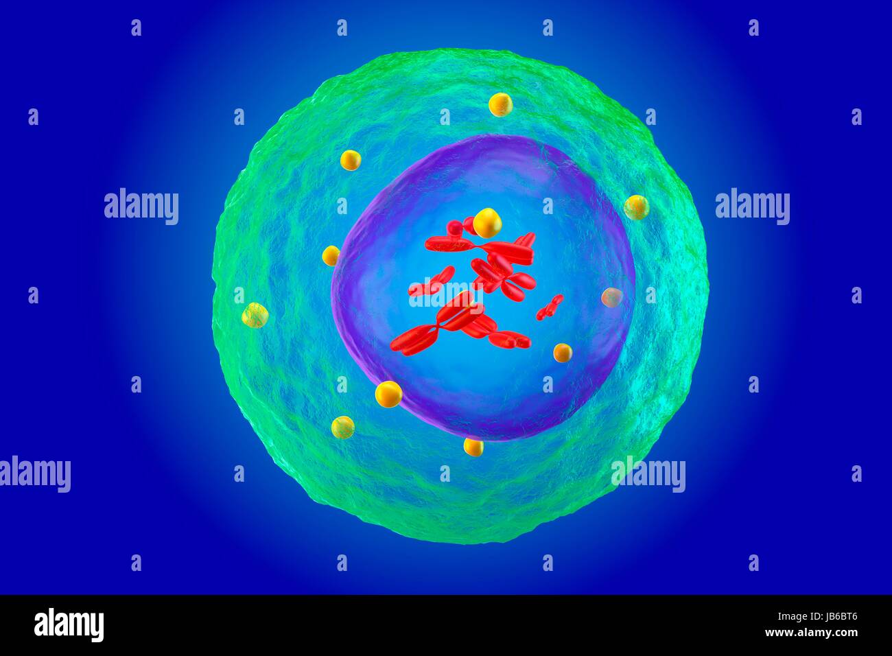 Lymphocyte white blood cell, illustration Stock Photo - Alamy