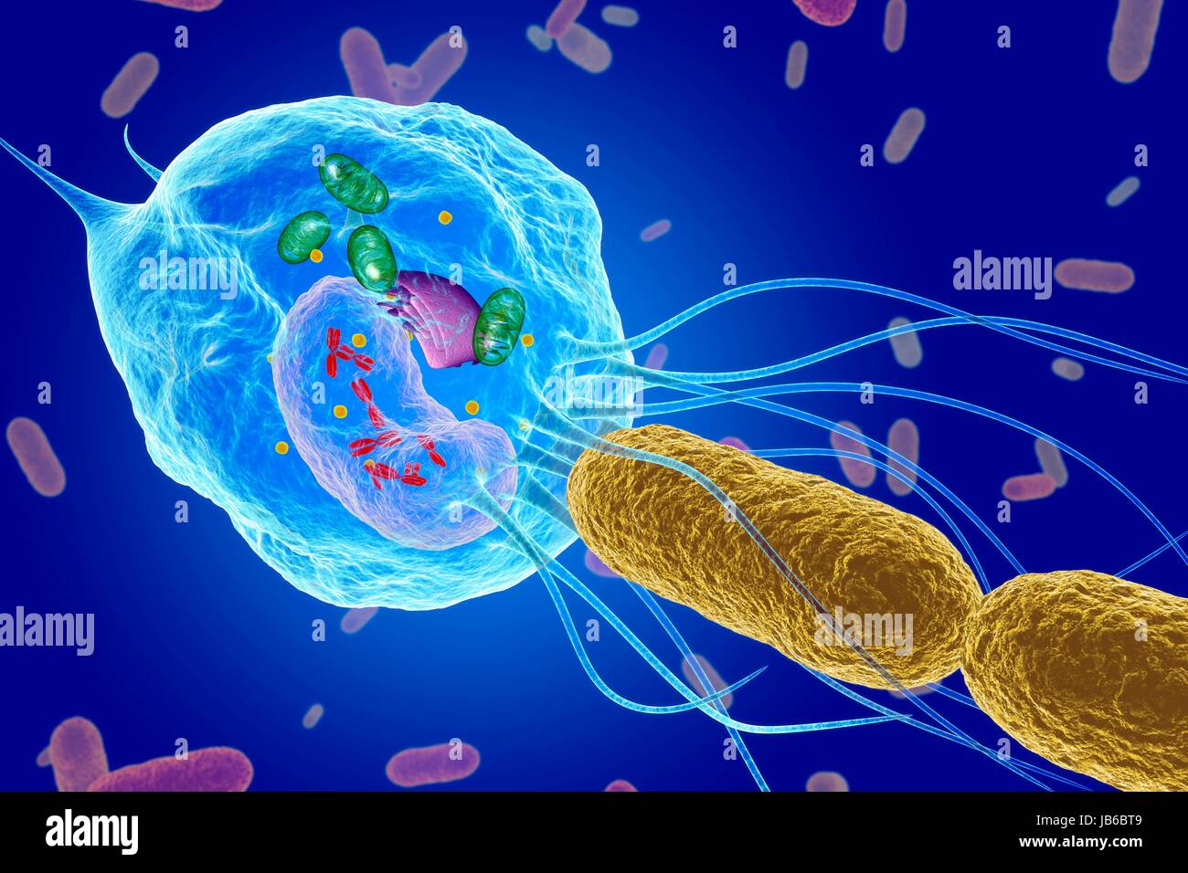 Macrophage Eating Bacteria