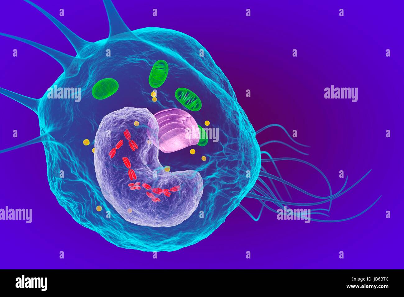 Macrophage white blood cell, illustration Stock Photo - Alamy