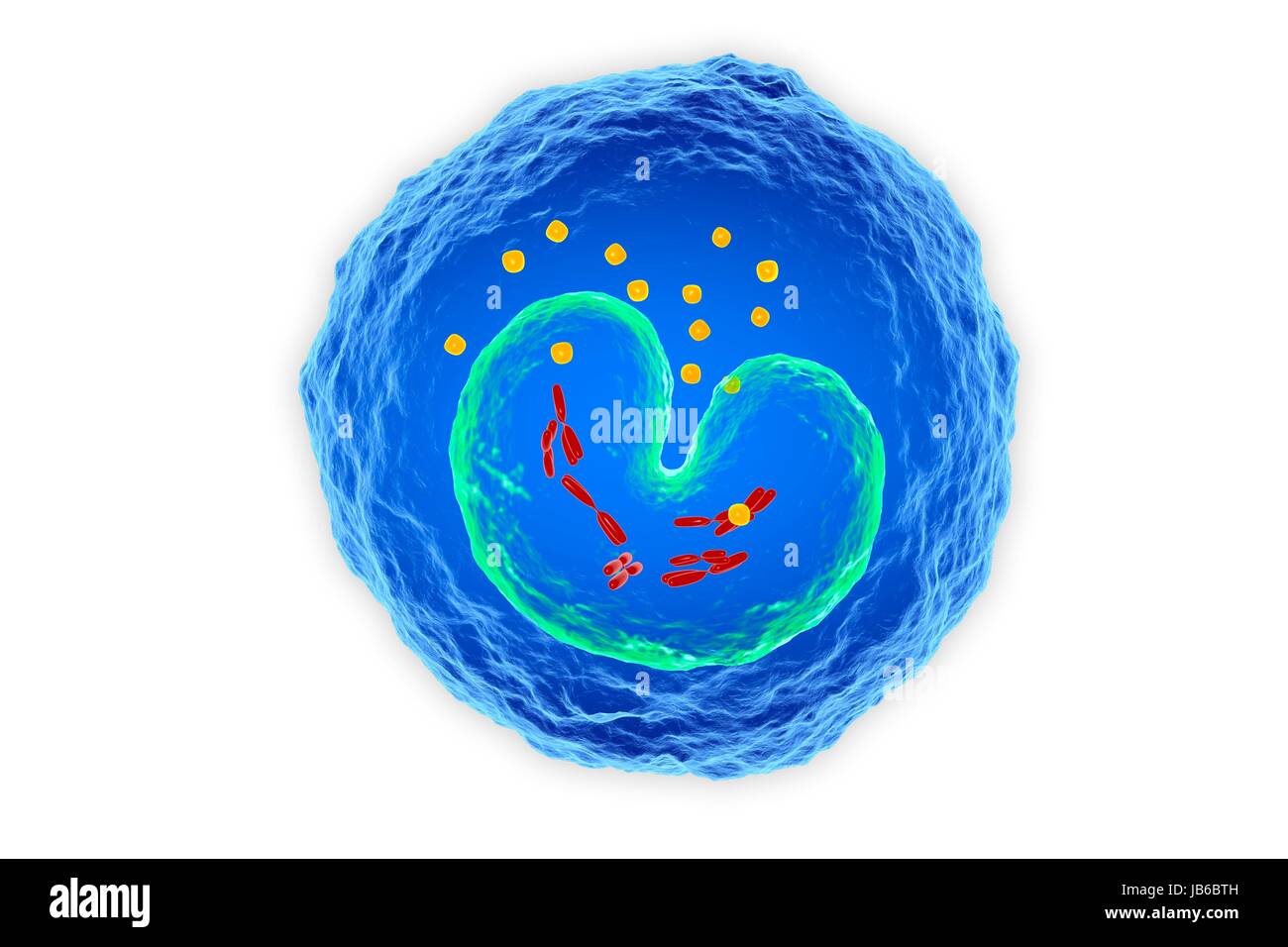 Monocyte white blood cell, illustration Stock Photo - Alamy