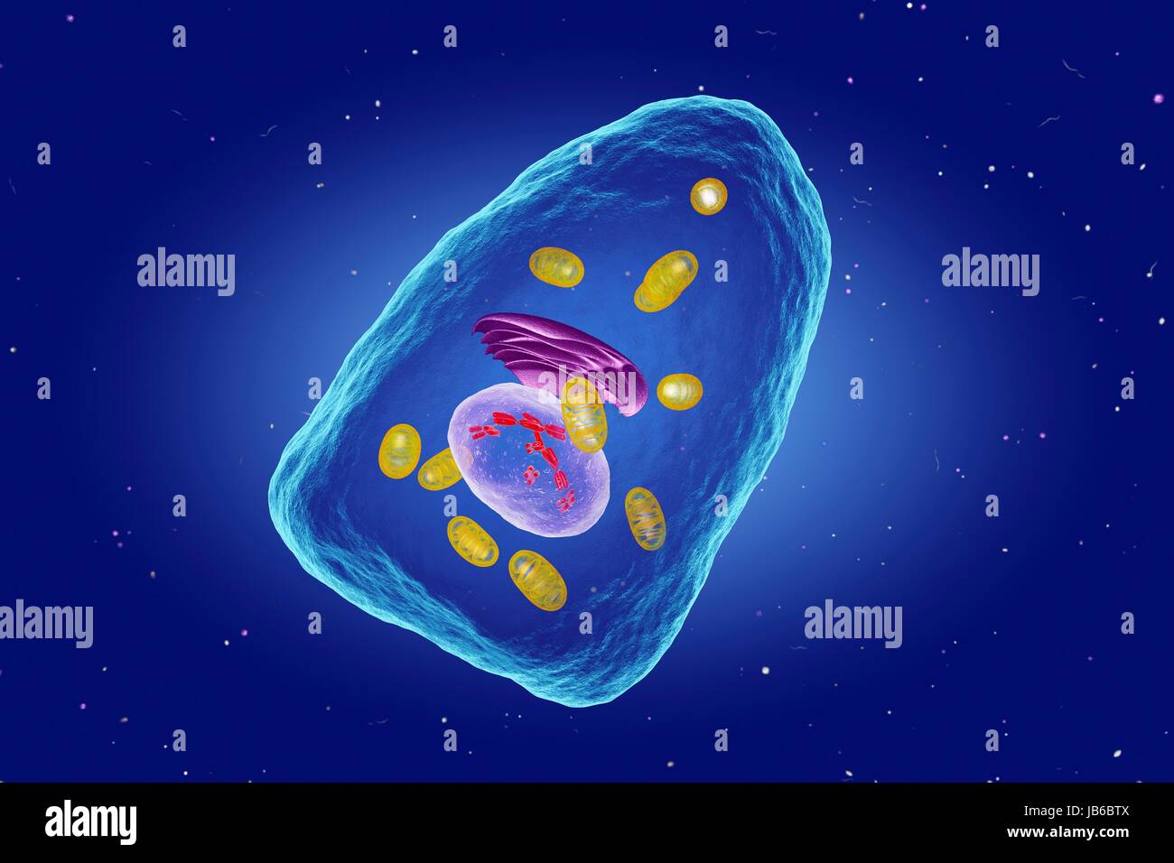 Osteoblast cell, illustration Stock Photo - Alamy