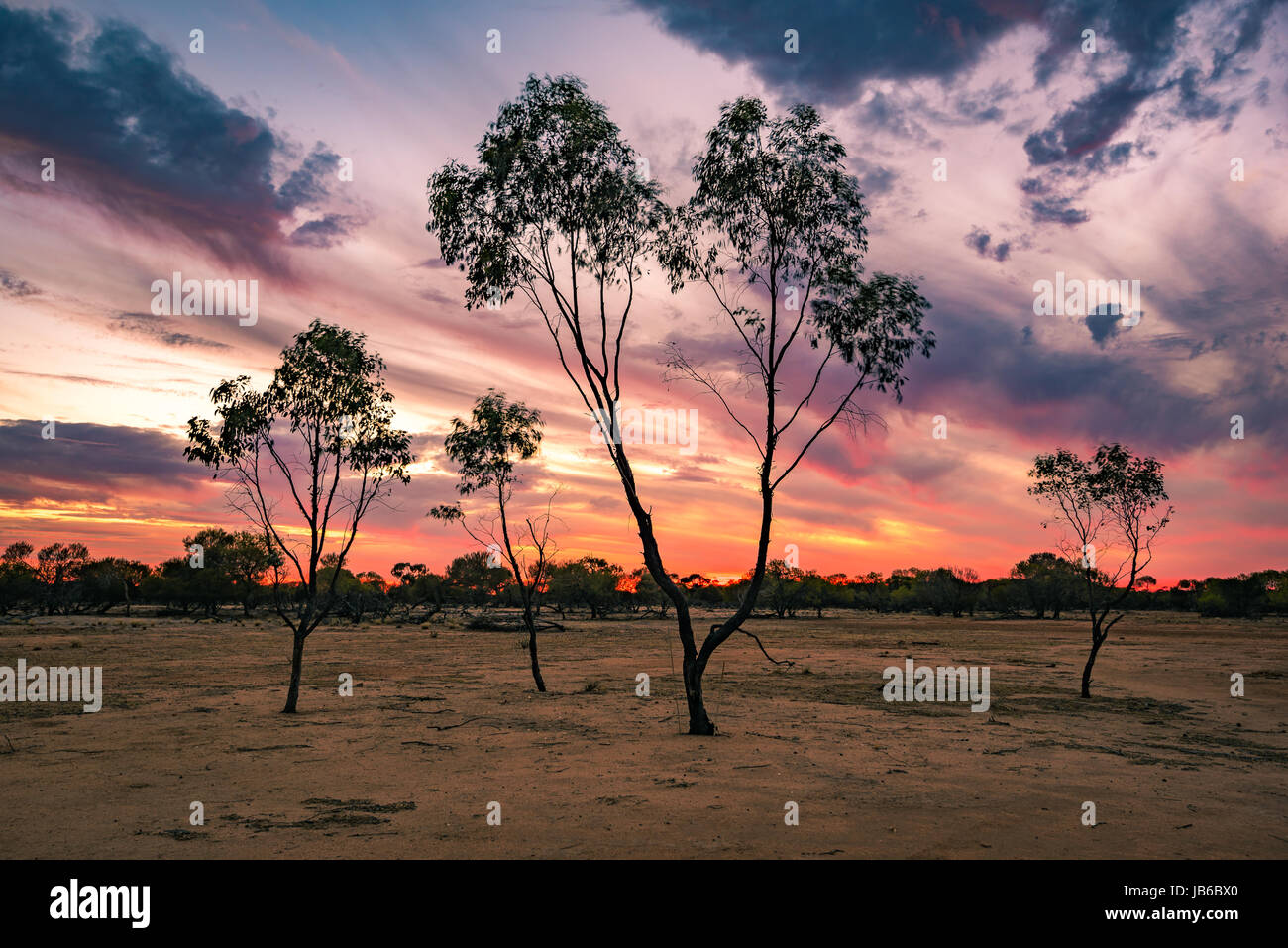 Bushes at the sunset in Golden Outback region of Western Australia ...