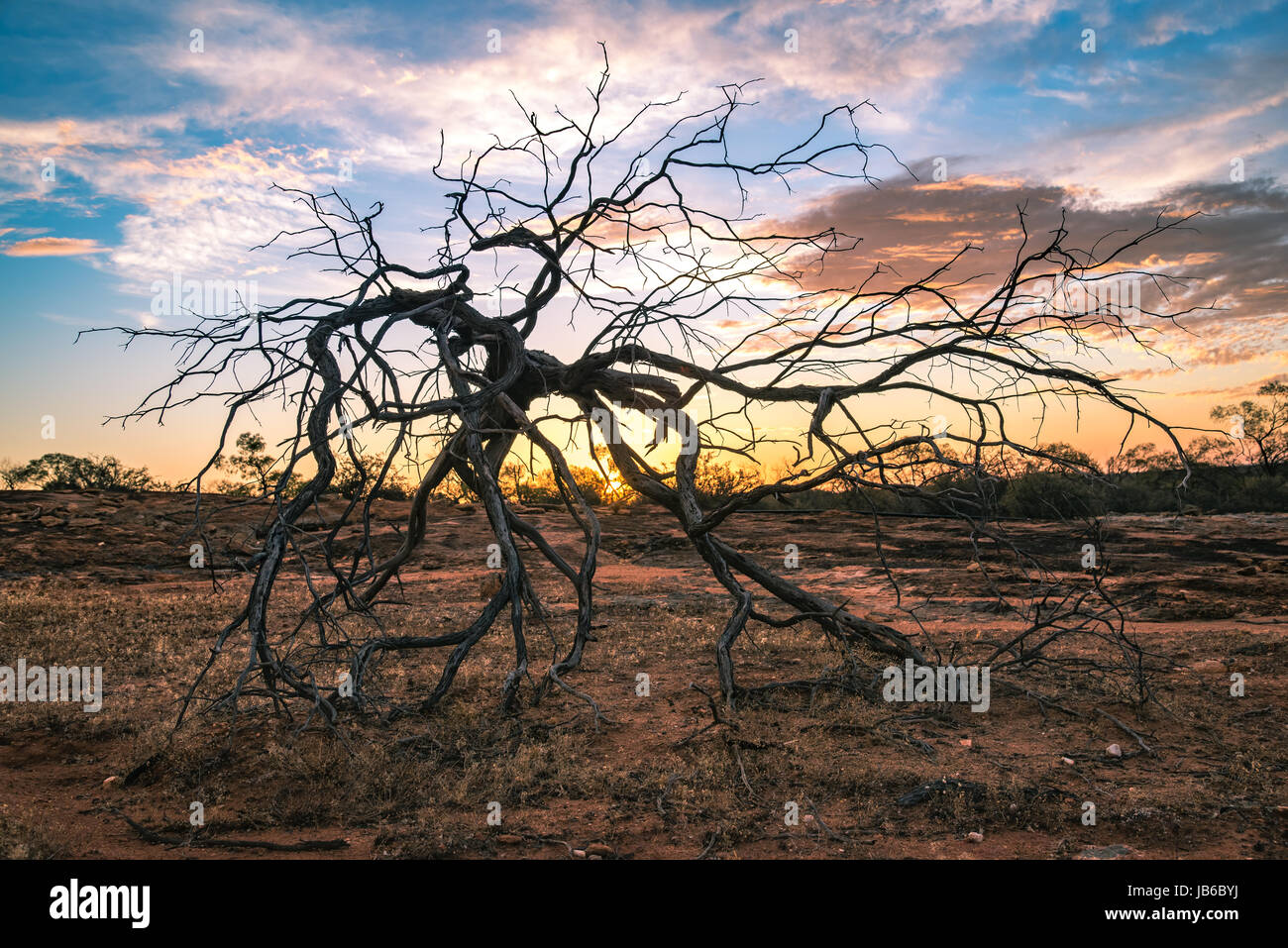 Bushes at the sunset in Golden Outback region of Western Australia ...