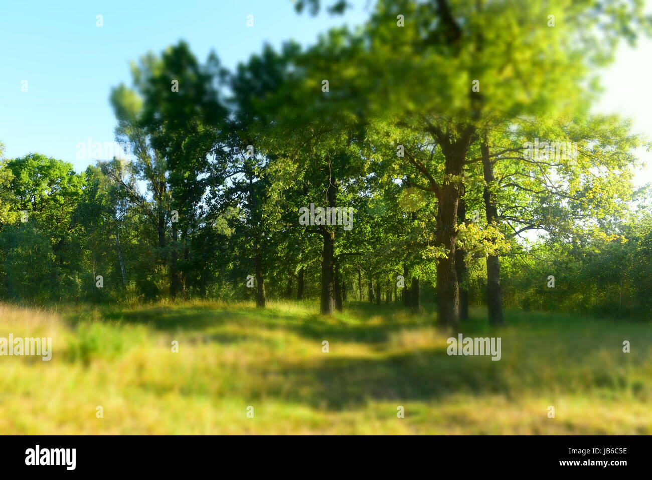 Summer Sunny Forest Trees And Green Grass. Nature Wood Sunlight ...