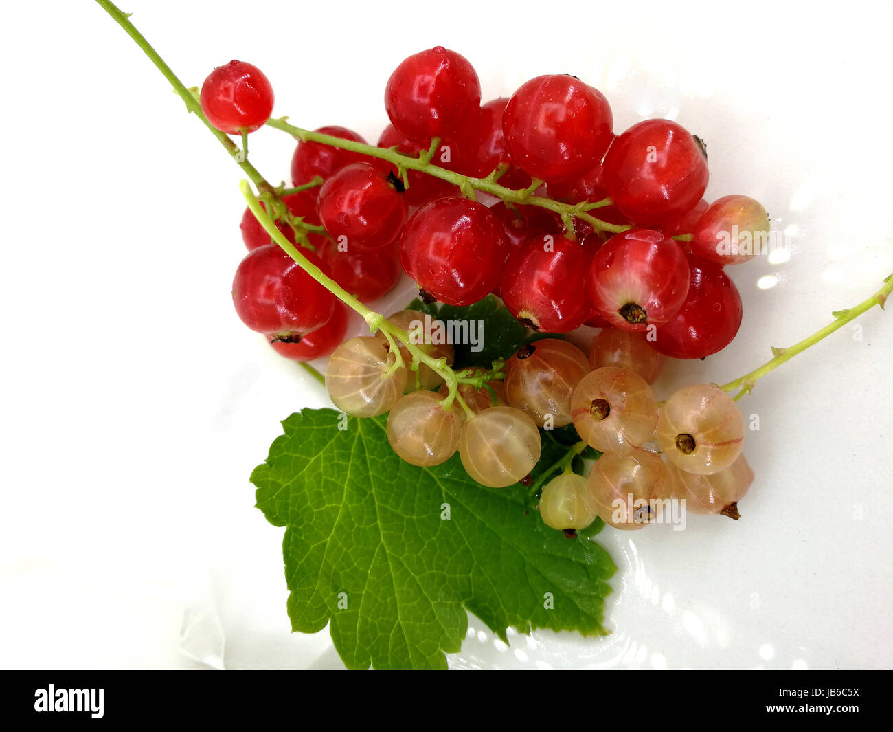 White and red currants with ice around them Stock Photo - Alamy