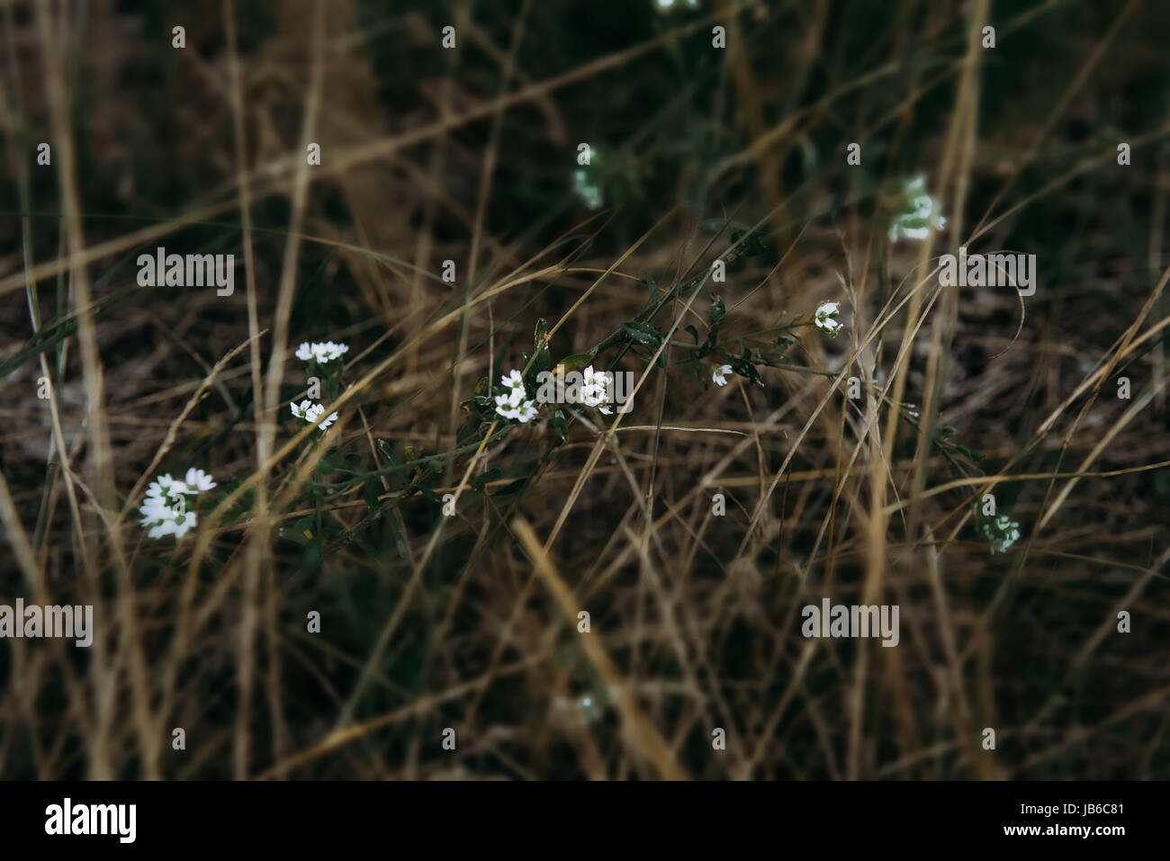 green grass background with sun Stock Photo - Alamy