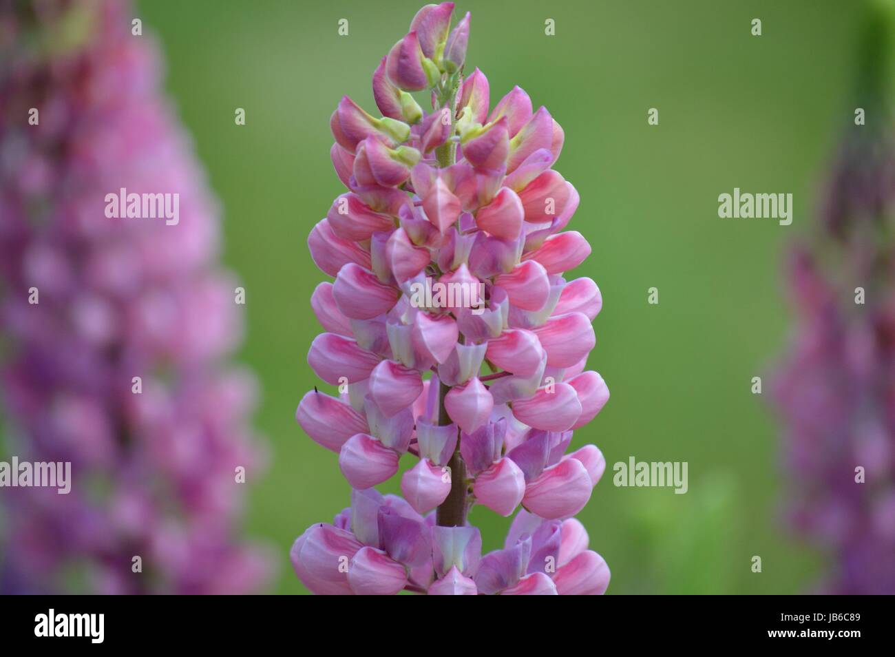 Lupin stems hi-res stock photography and images - Alamy