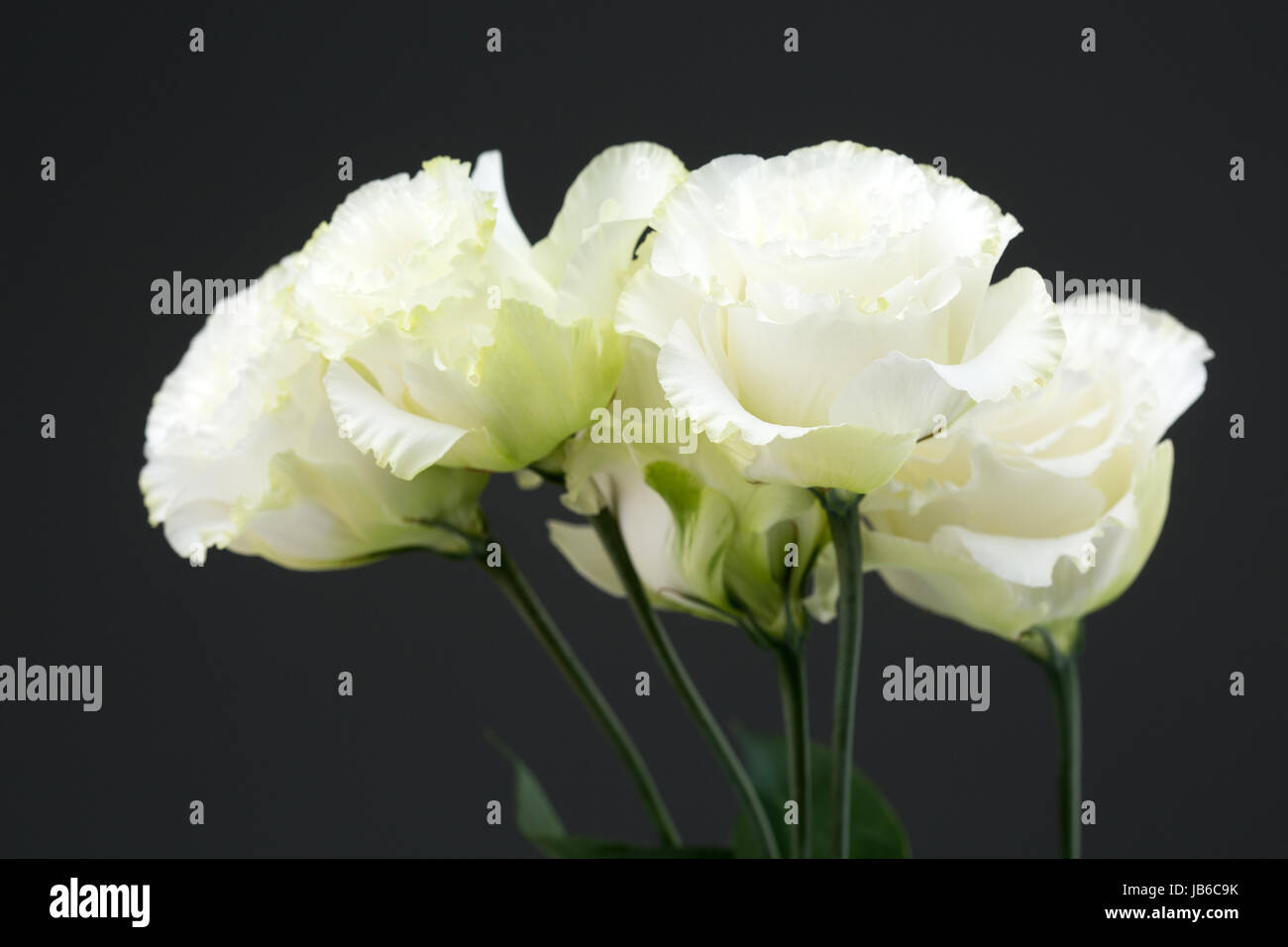 The flowers 059 Stock Photo - Alamy
