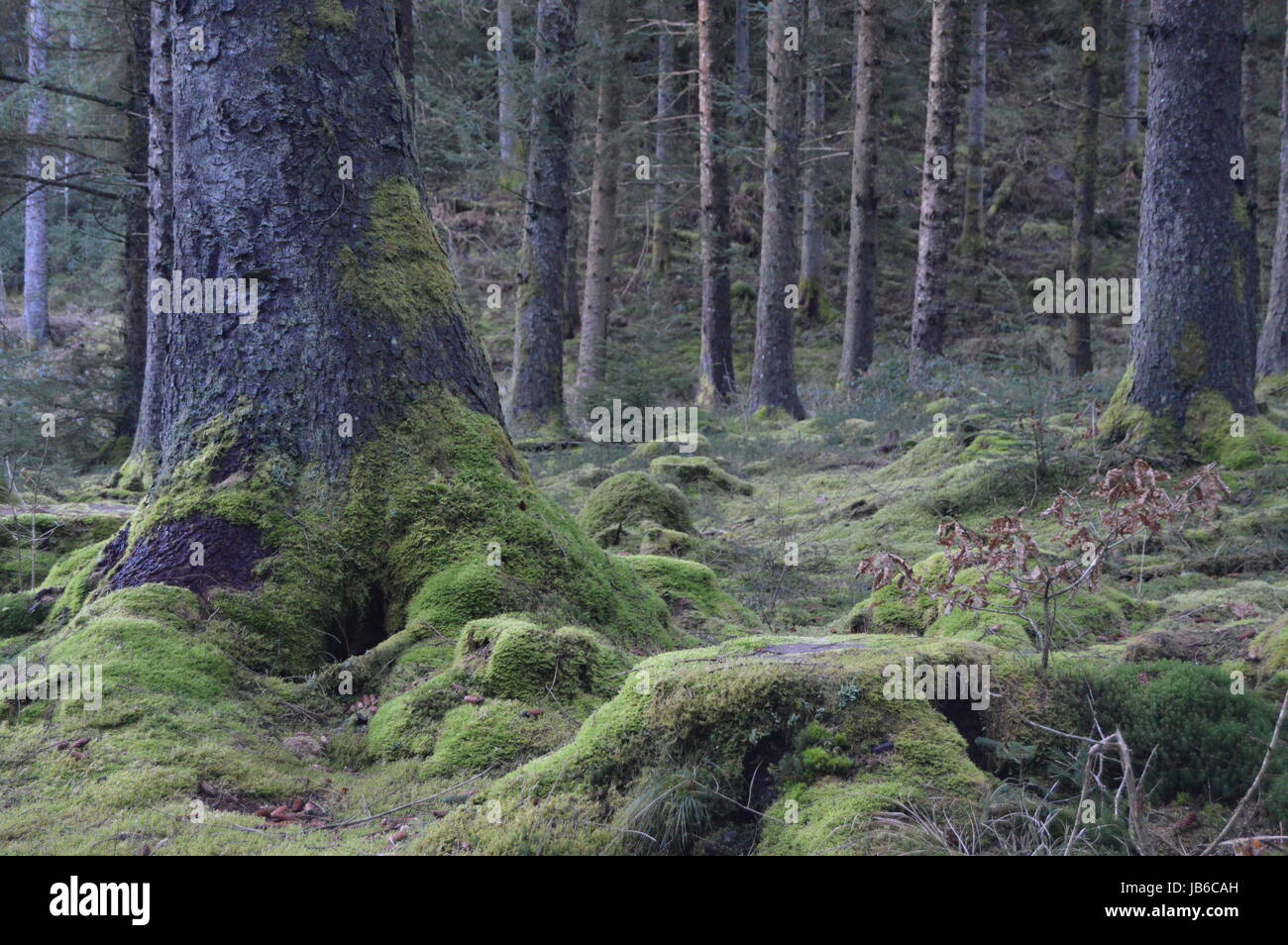 Hafren forest hi-res stock photography and images - Alamy
