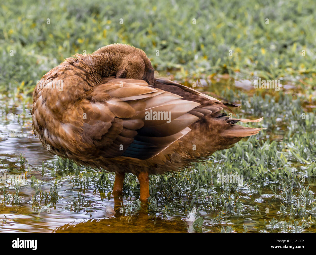 Soft feathers of duck hi-res stock photography and images - Alamy
