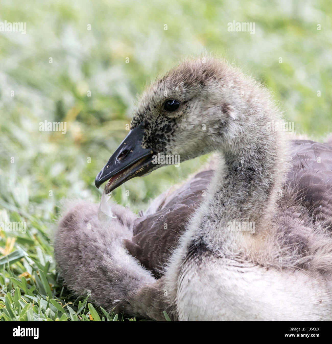 Baby Canadian Goose Stock Photo - Alamy