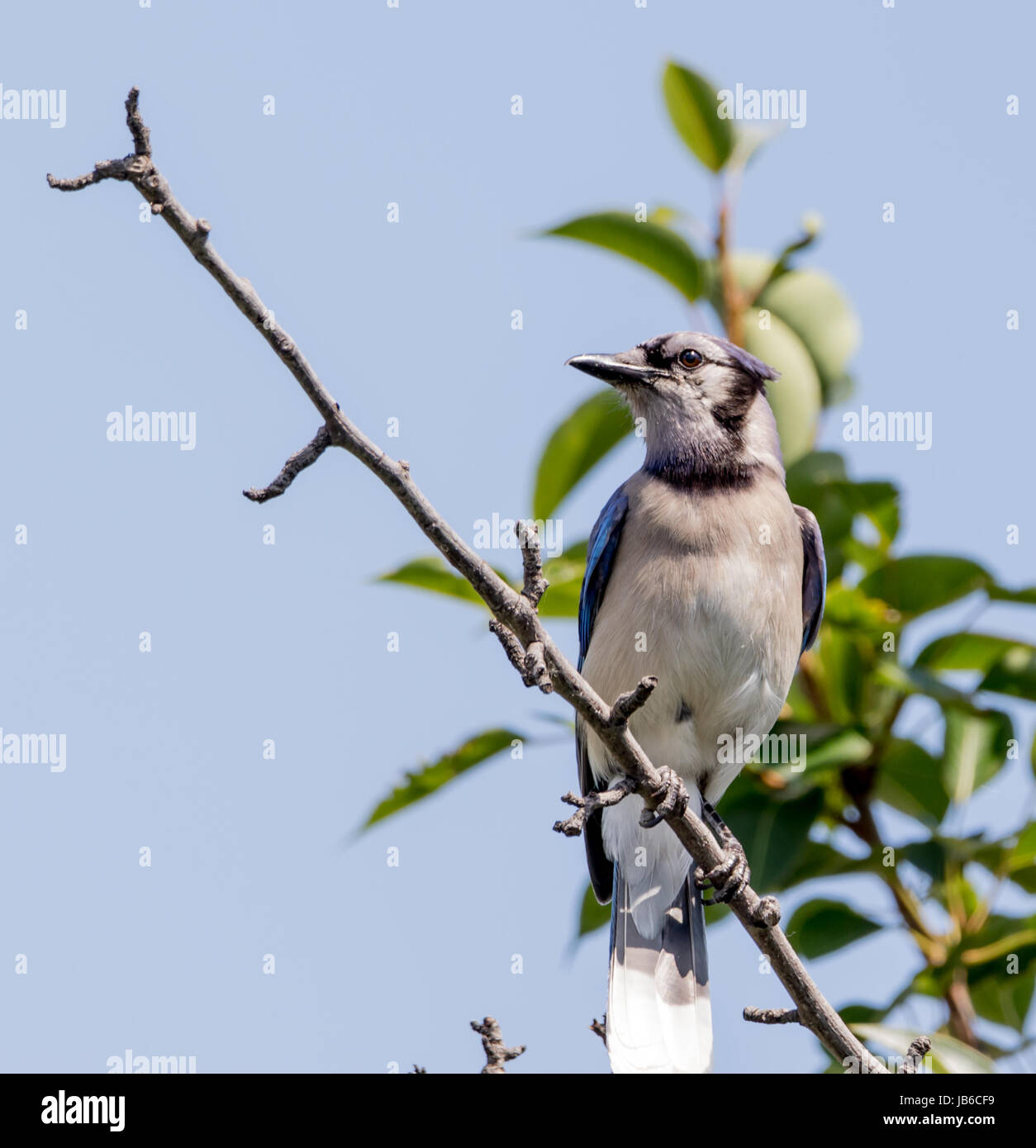 Bluejay blue jay hi-res stock photography and images - Alamy