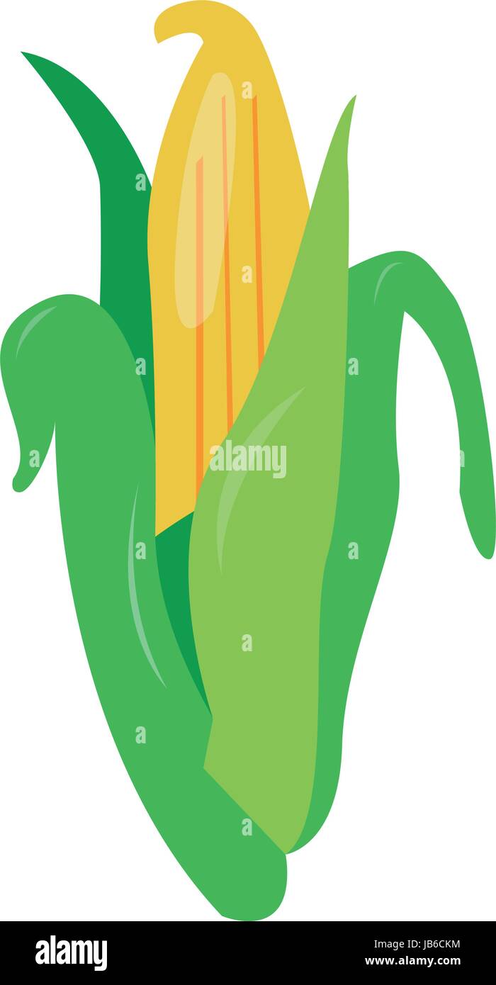 Isolated corn illustration Stock Vector Image & Art - Alamy