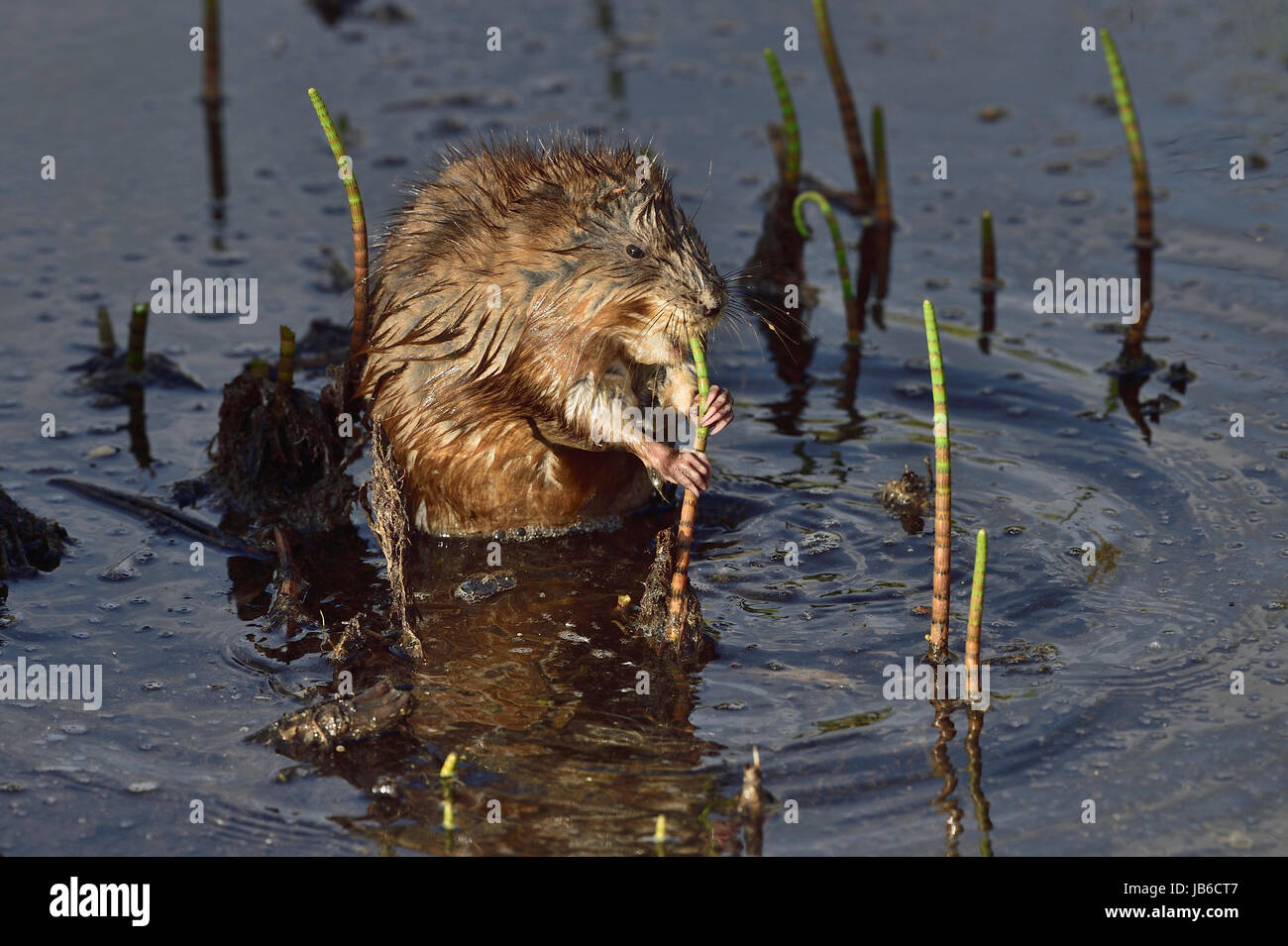 A wild muskrat Ondatra zibethicus, sitting in shallow water while ...