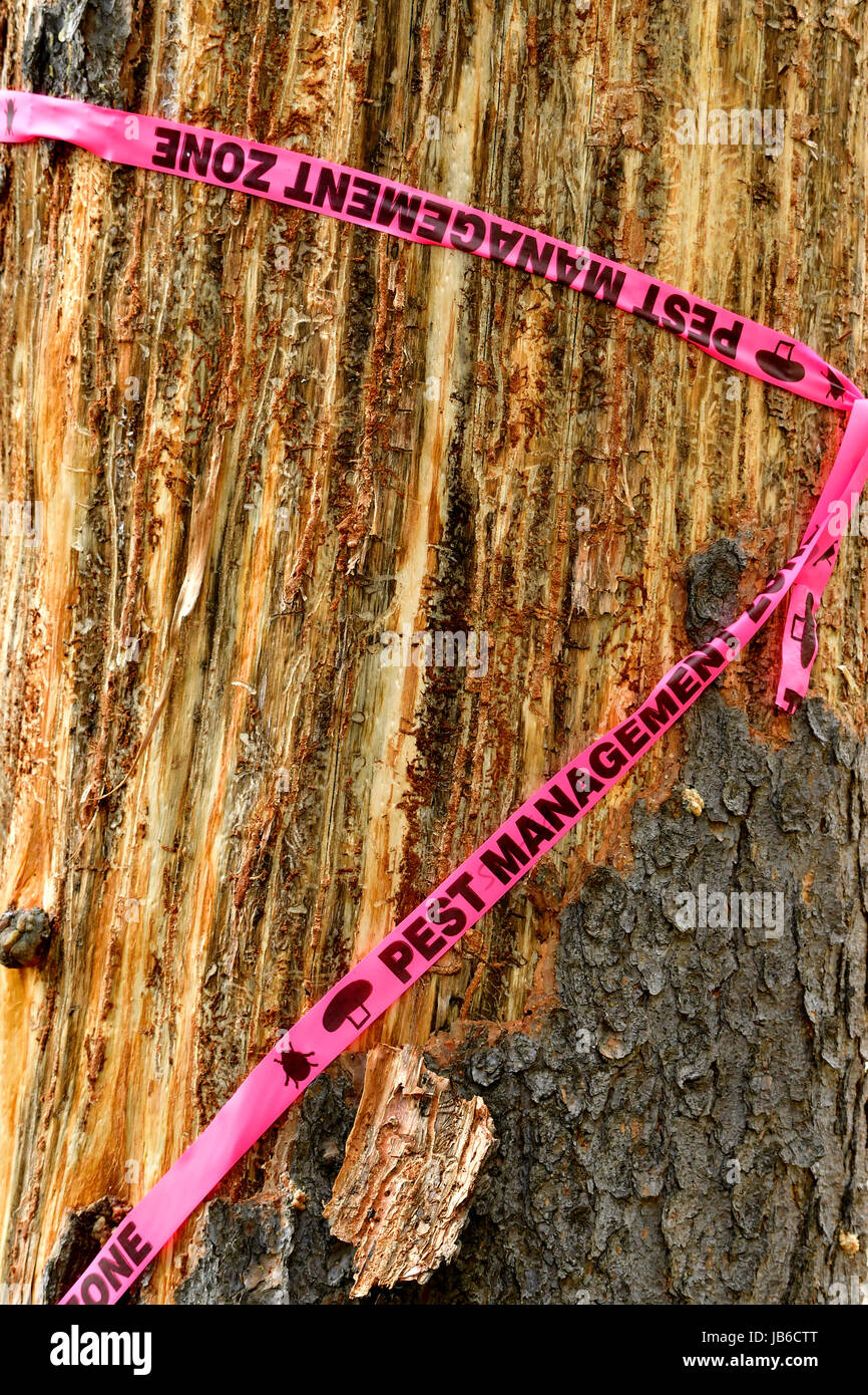 Infested tree bark hi-res stock photography and images - Alamy