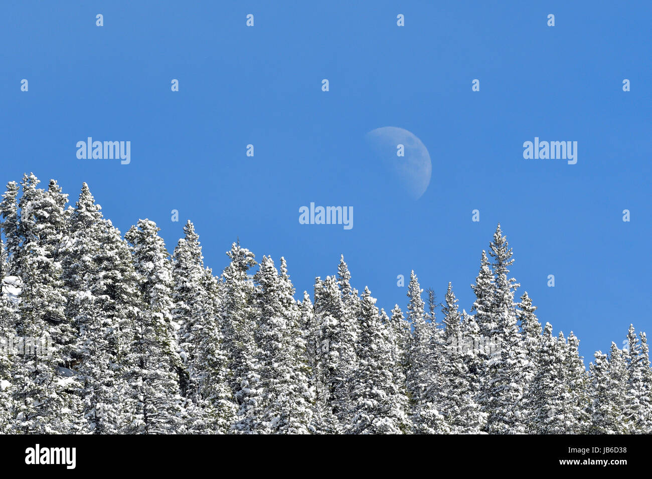 A winter landscape image of snow covered trees with the moon in a clear ...