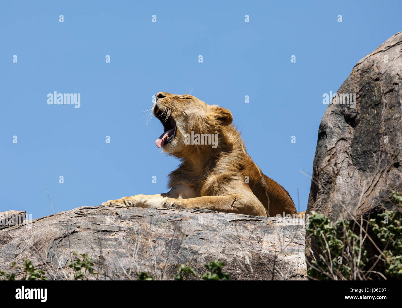 Lions kopje africa hi-res stock photography and images - Alamy