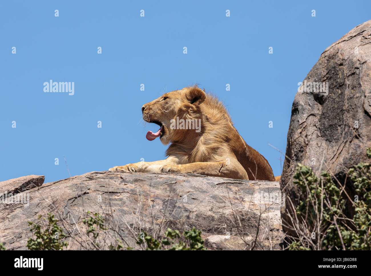 A young lion from a Serengeti pride sits up on a kopje (rocks on the ...
