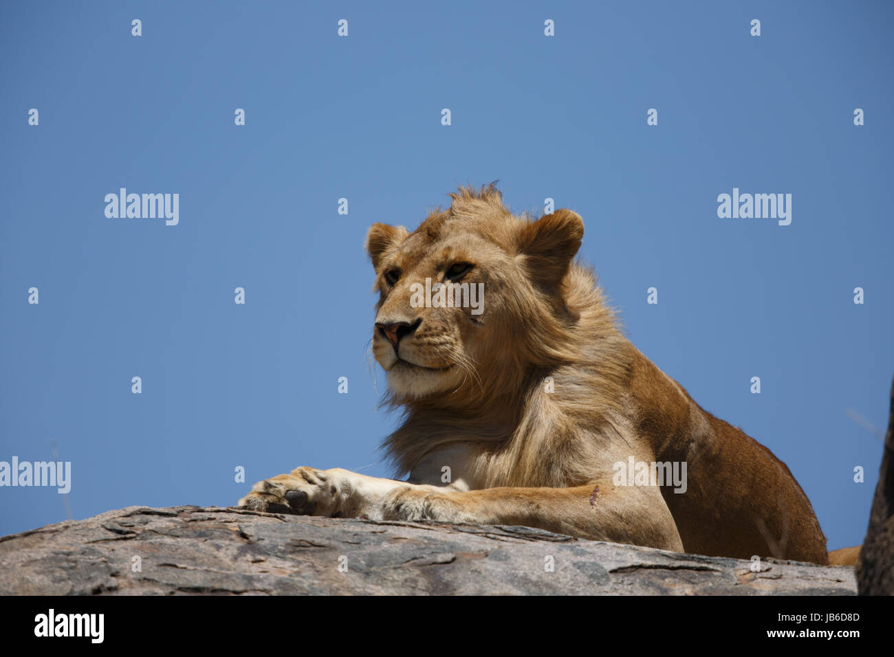 Kopje animals hi-res stock photography and images - Alamy