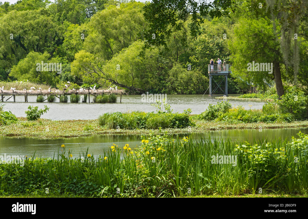 Louisiana, Avery Island, Jungle Gardens, visitors view Bird City egret ...