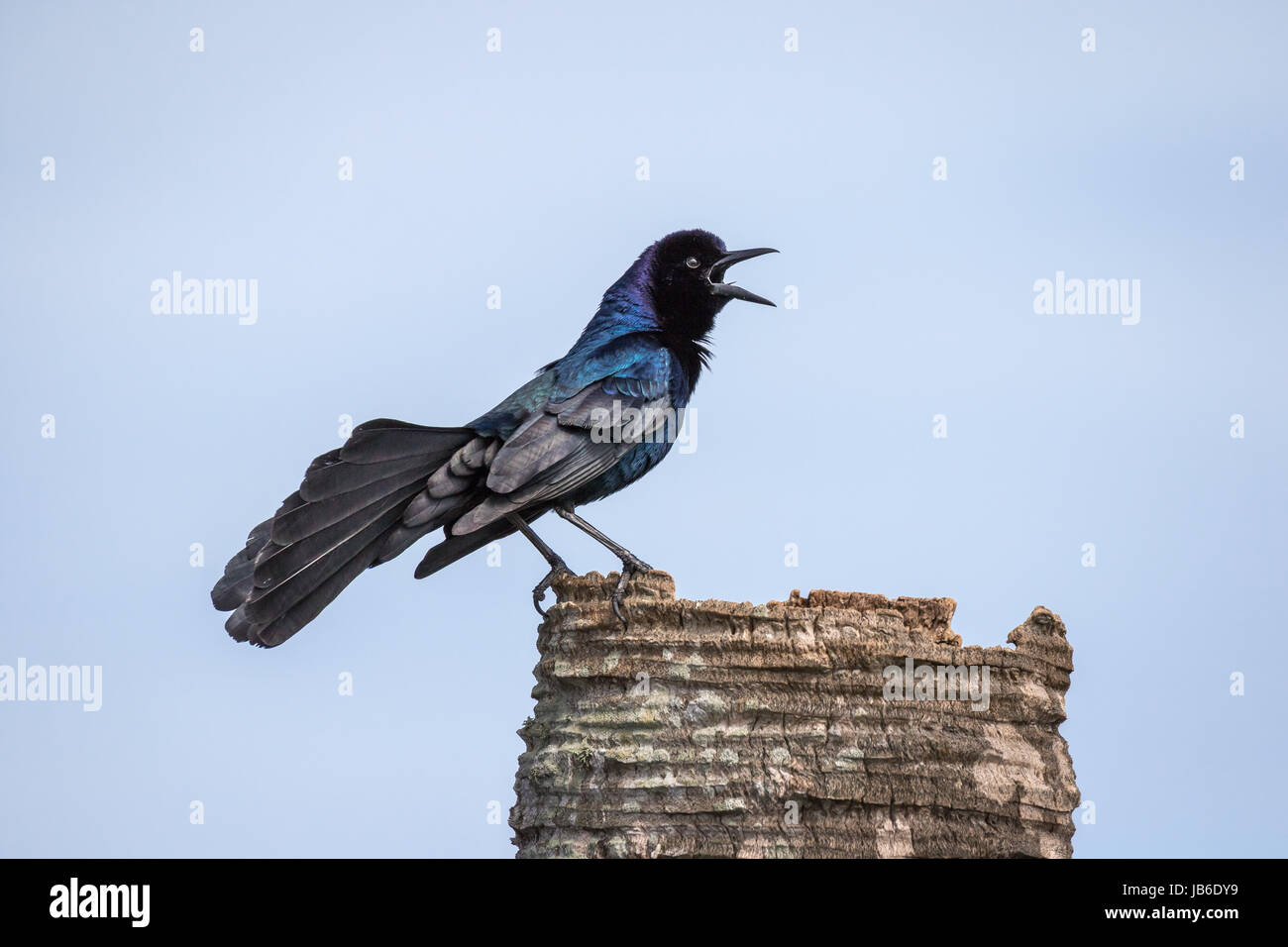 A common grackle (male) with iridescent feathers and tail spread, calls ...
