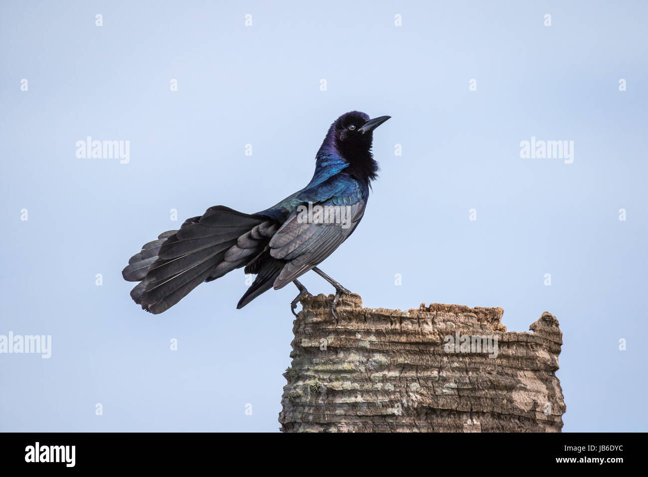 A common grackle (male) with iridescent feathers and tail spread ...