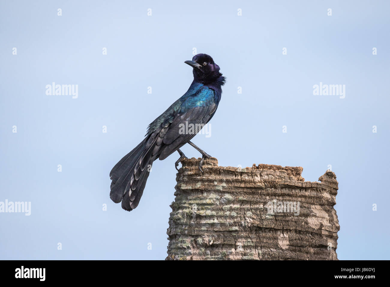 A common grackle (male) with iridescent feathers and tail spread ...