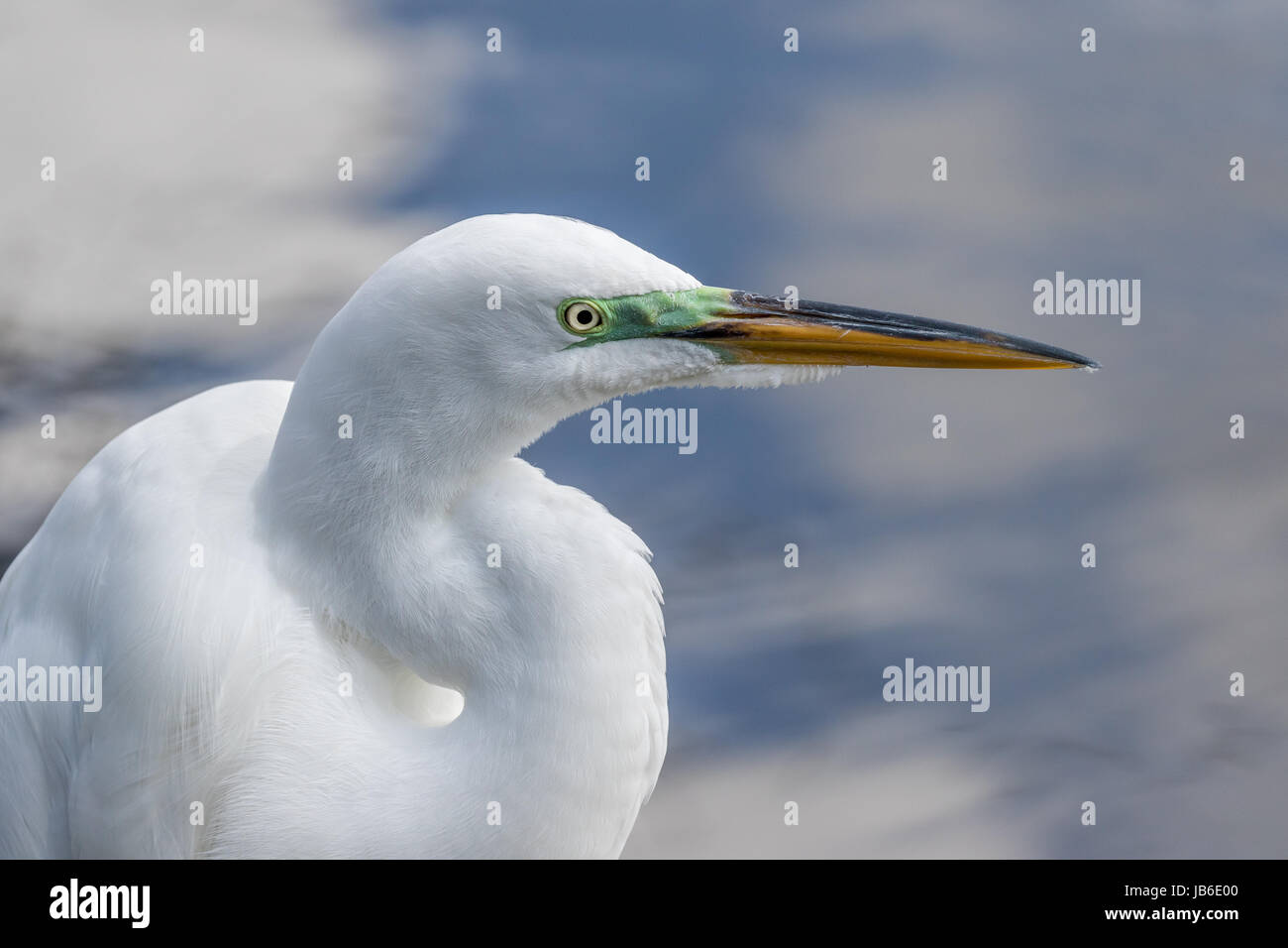 Head and Shoulders Portrait of a Great Egret, Showing the Curve of its ...