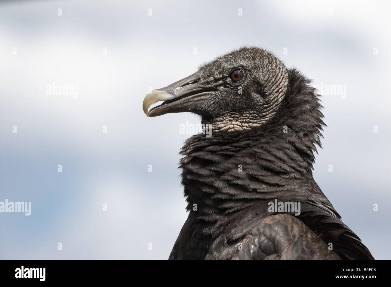 Head and Shoulders Portrait of a Black Vulture With Clouds in the ...