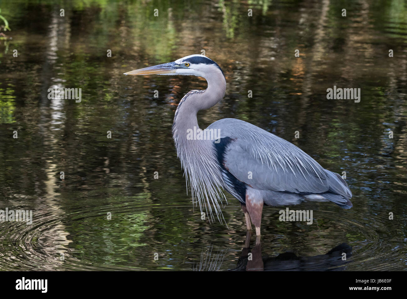 Full Length Portrait of a Great Blue Heron in Breeding Plumage ...