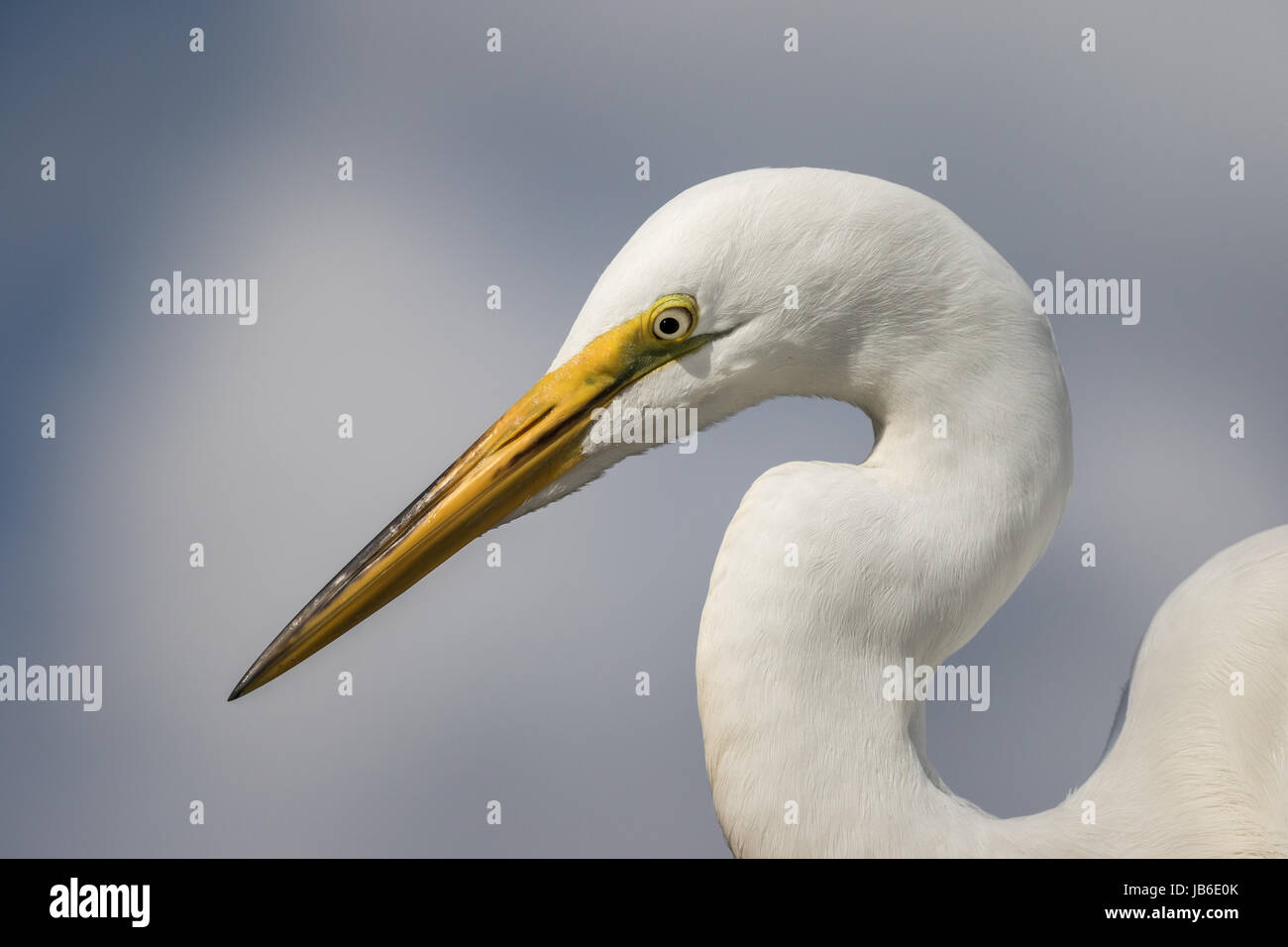 Head and Shoulders Portrait of a Great Egret, Showing the Curve of its ...