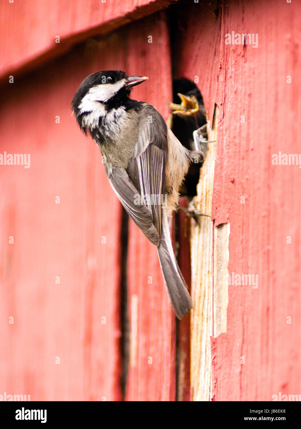 A Black-capped Chickadee brings insects back to hungry chicks Stock ...