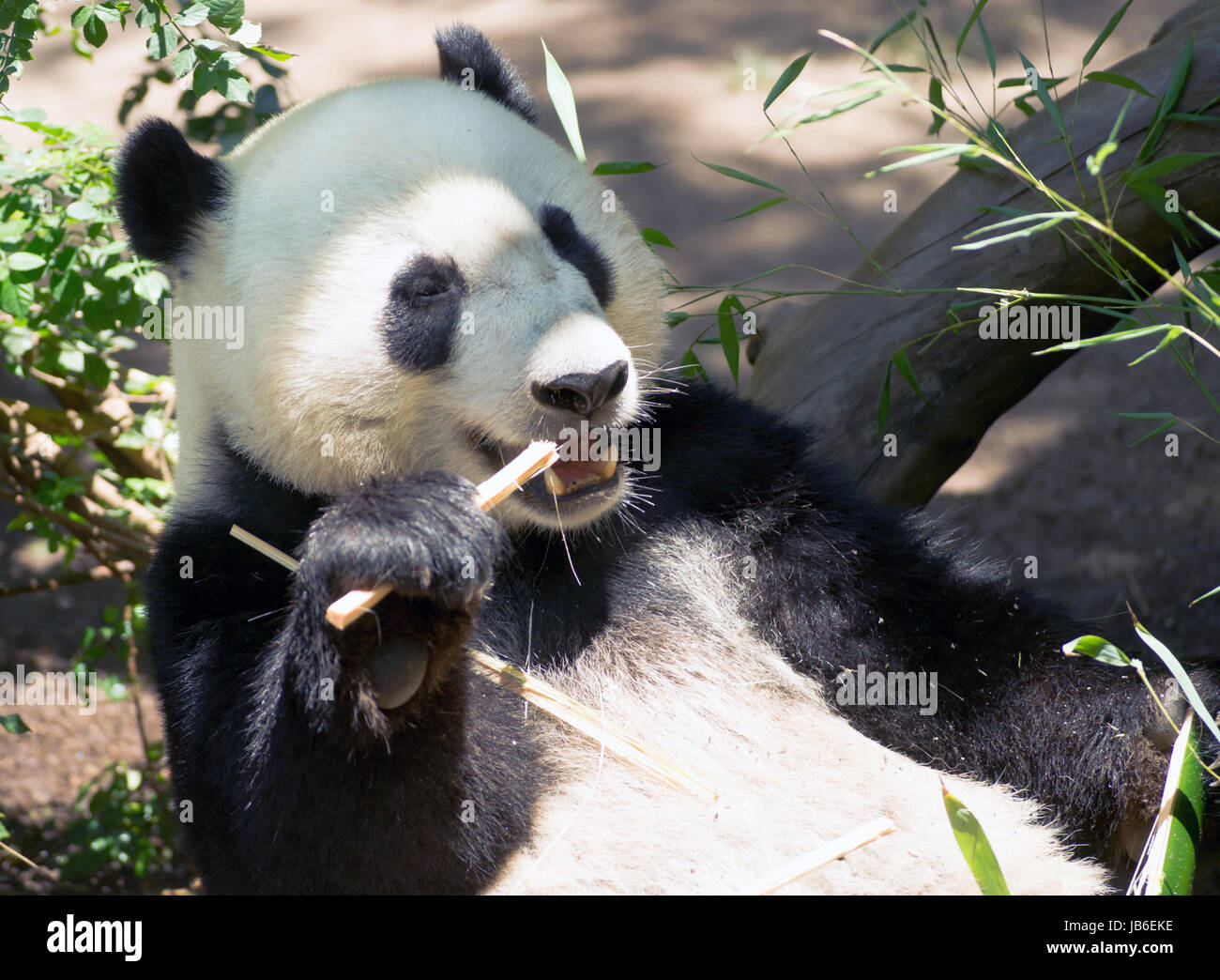 Endangered A Giant Panda relaxes while feeding on Bamboo Stock Photo ...