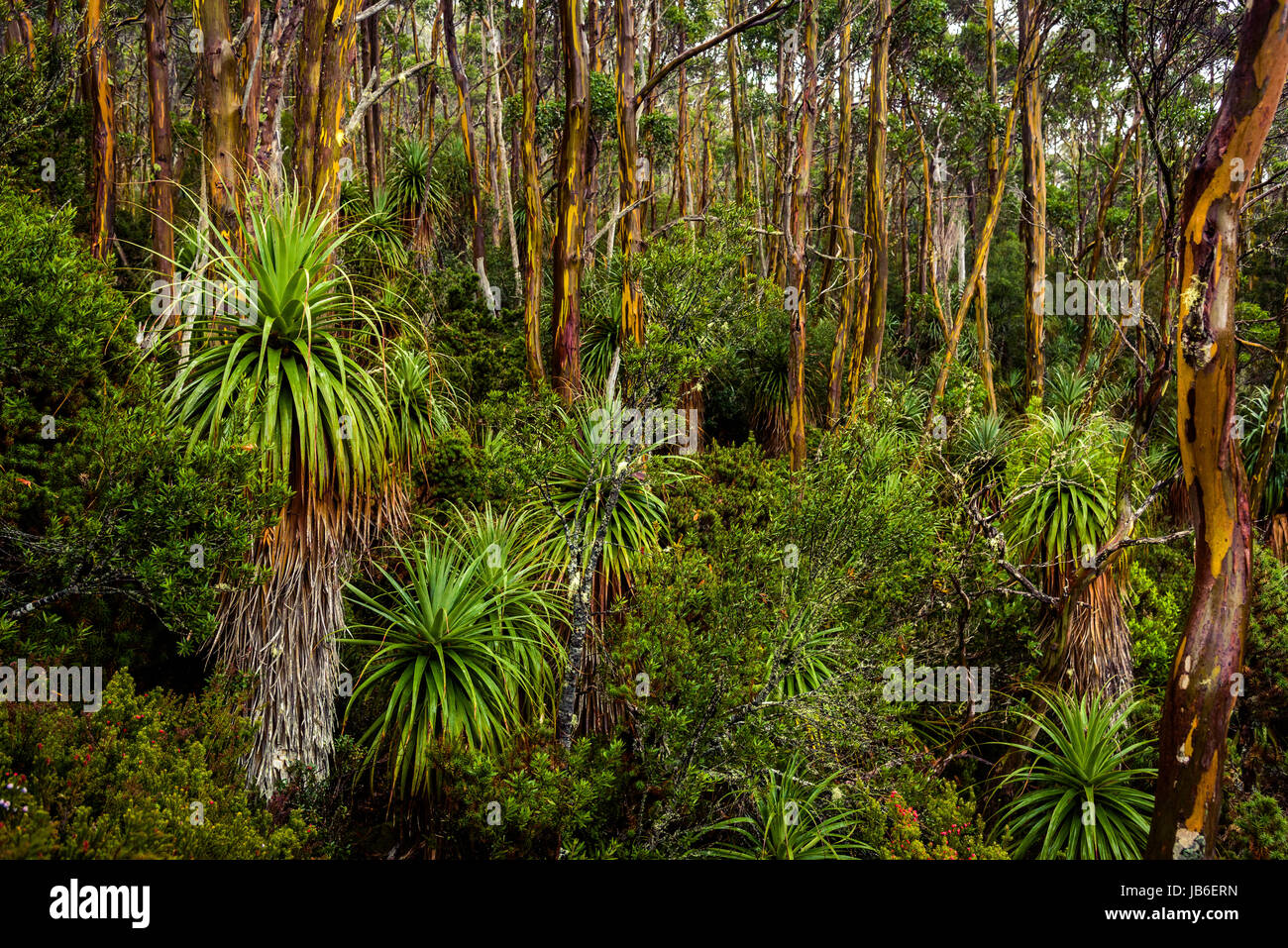 Tasmanian alpine moorland rainforest by Lake Dobson in Pandani Grow in ...