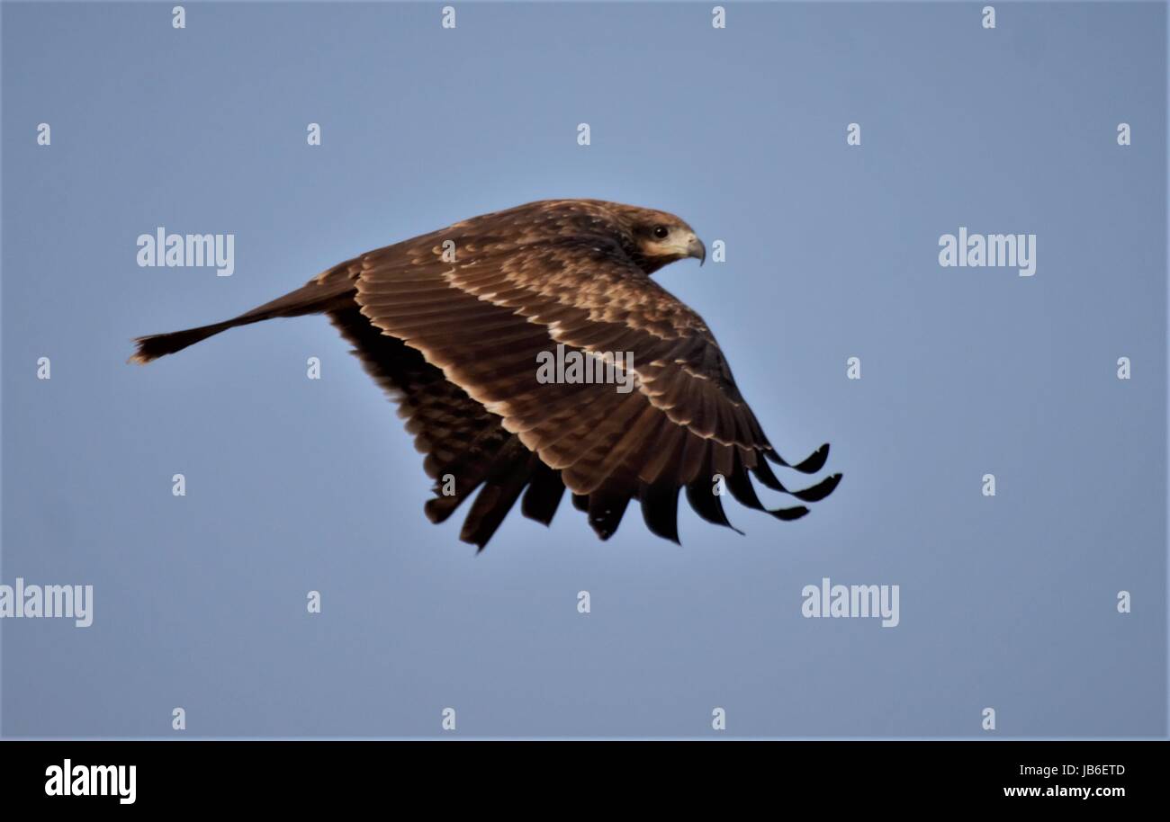 Tribal Eagle Flying