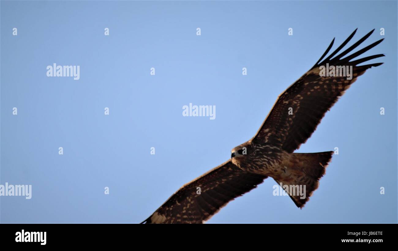 Indian Spotted Eagle - Flying - Landing Stock Photo - Alamy