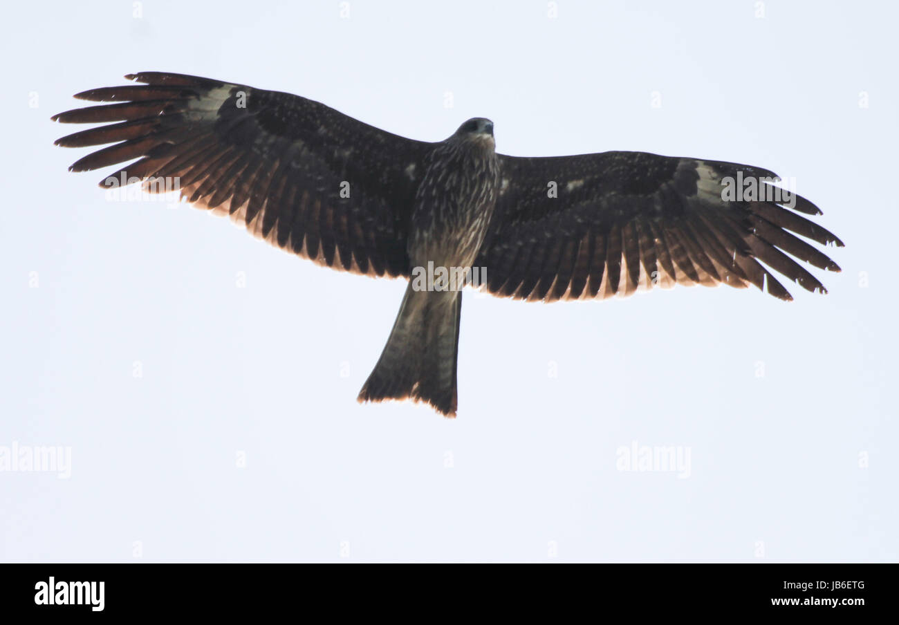 Indian Spotted Eagle Flight