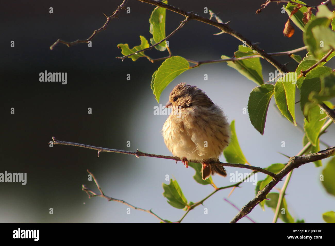 Solar in bush hi-res stock photography and images - Alamy
