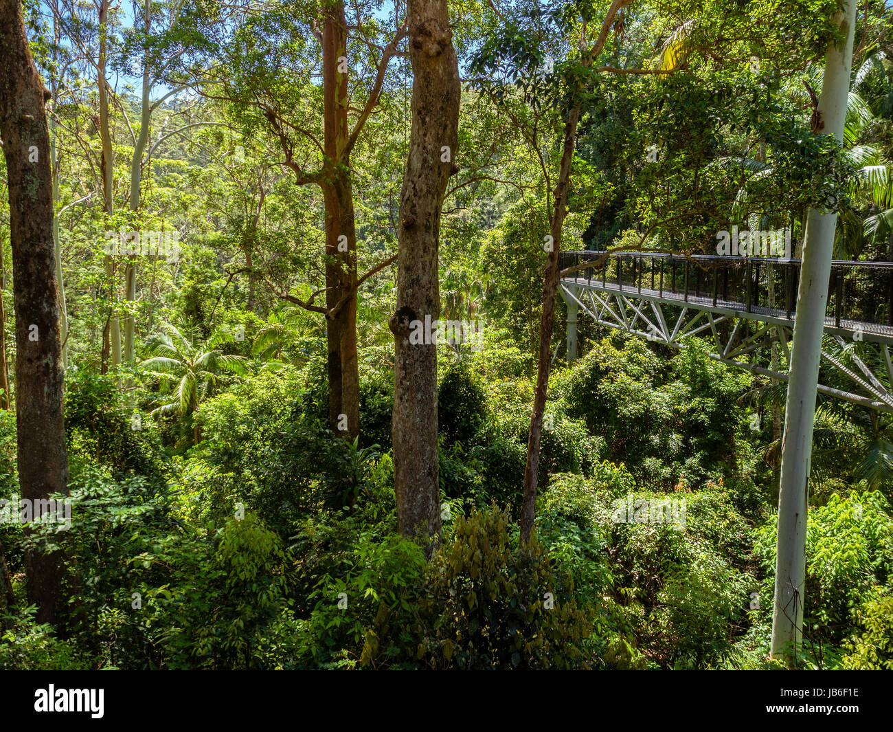 Walkway Through The Tree Tops Of The Rainforest Stock Photo - Alamy