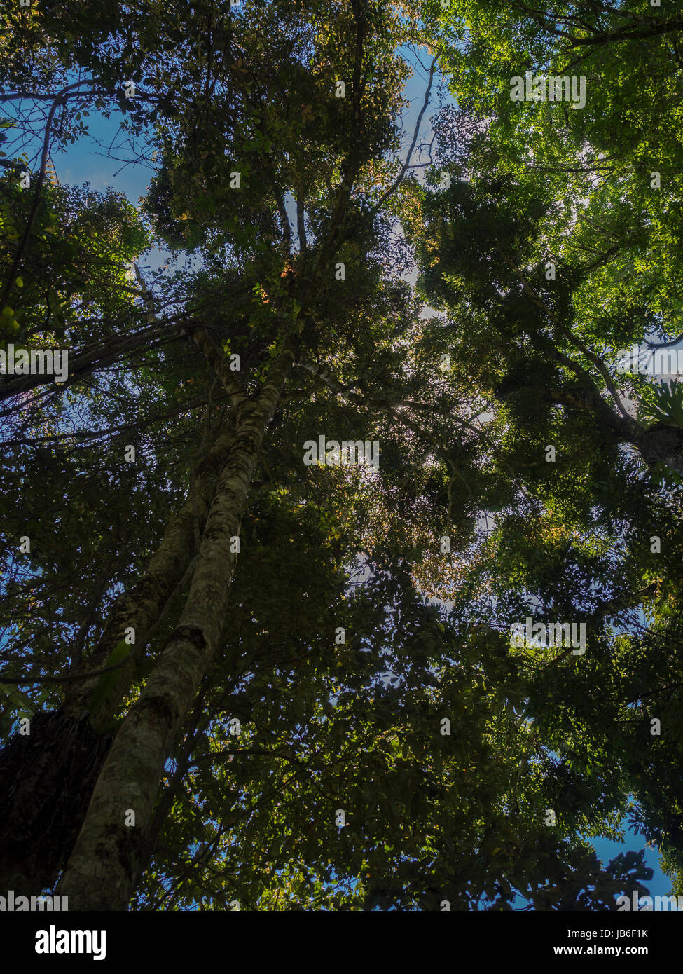 Low Angle Tree View Stock Photo - Alamy