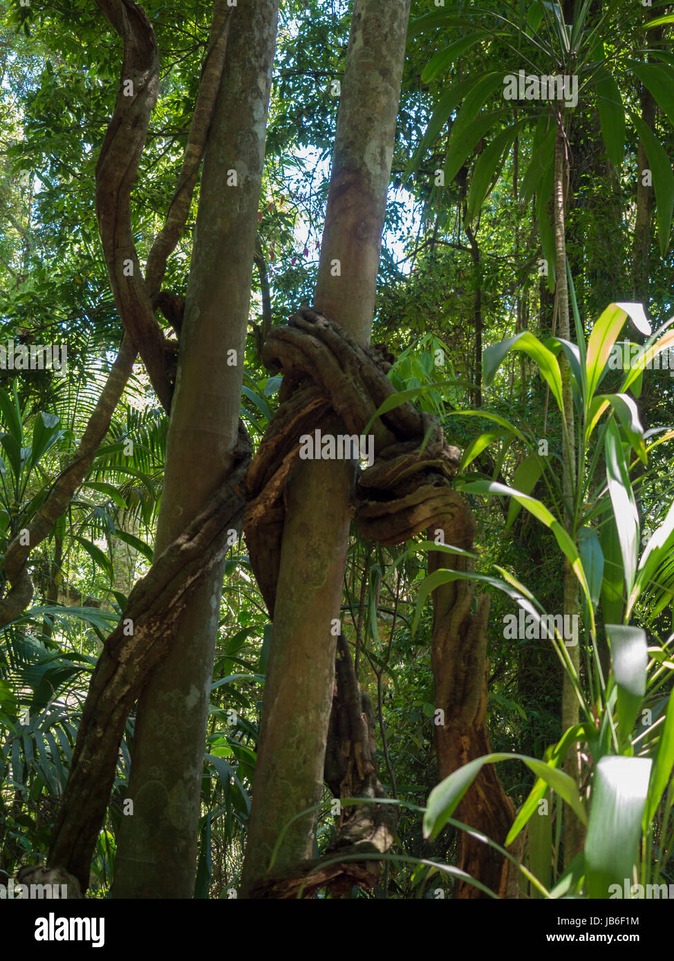 Tree twist hi-res stock photography and images - Alamy