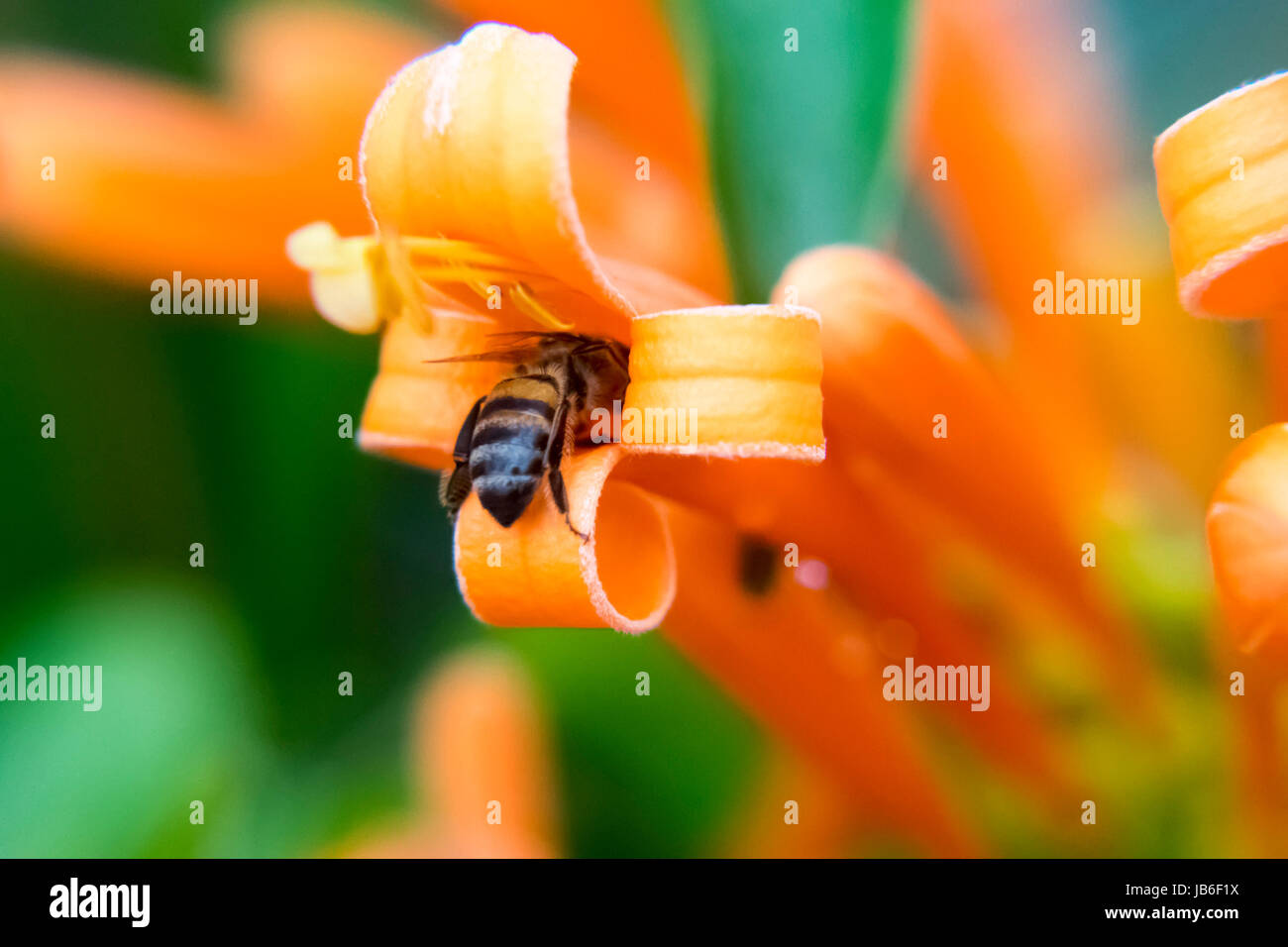 Orange bee hi-res stock photography and images - Alamy