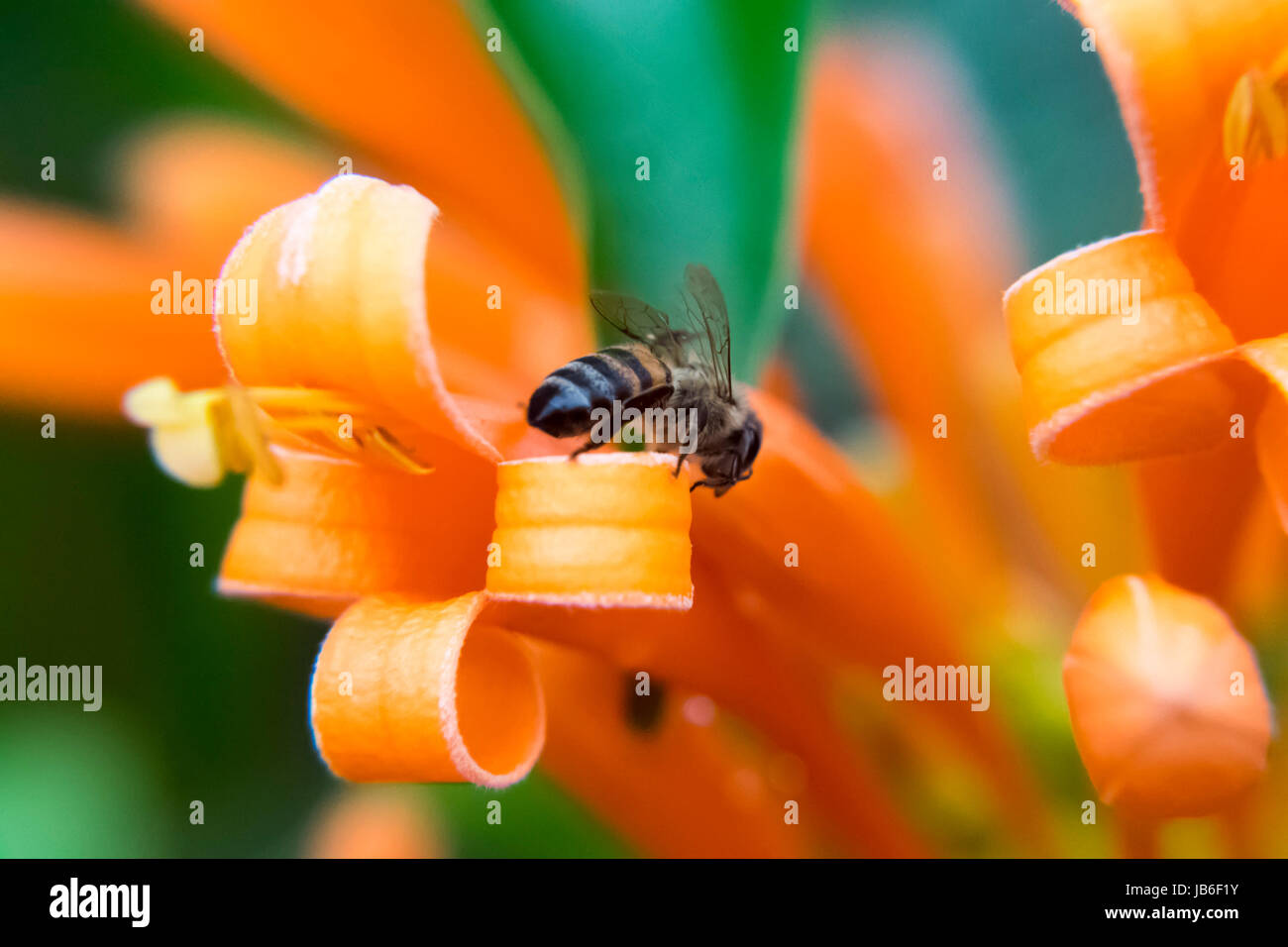Orange bee hi-res stock photography and images - Alamy