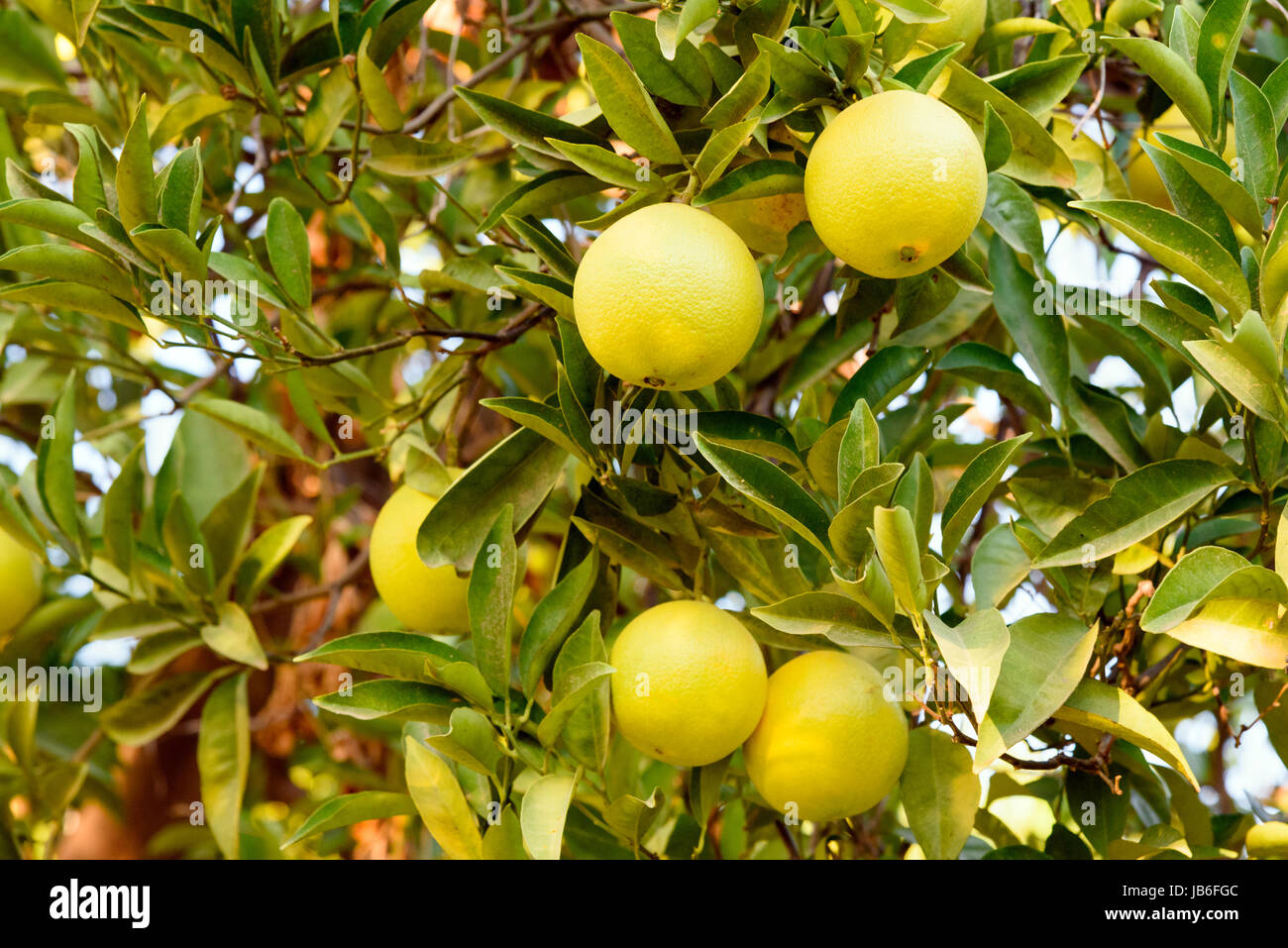 Orange tree on the garden Stock Photo - Alamy
