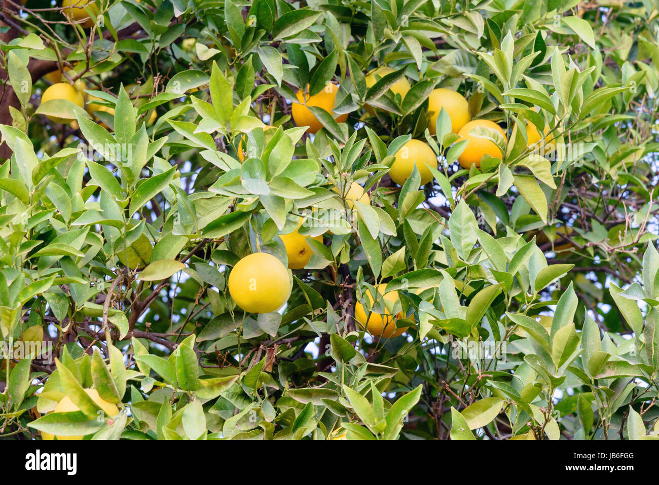 Orange tree on the garden Stock Photo - Alamy