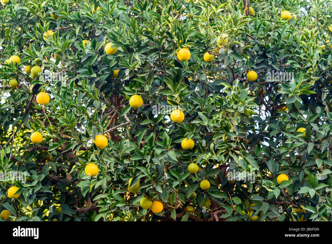 Orange tree on the garden Stock Photo - Alamy