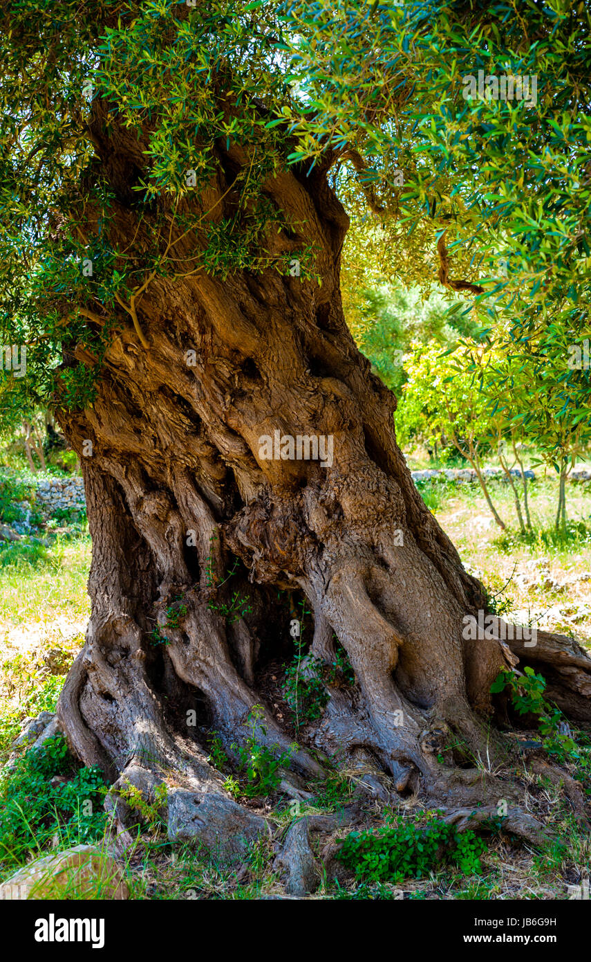 Ancient olive tree trunk, apulia. Italy Stock Photo - Alamy