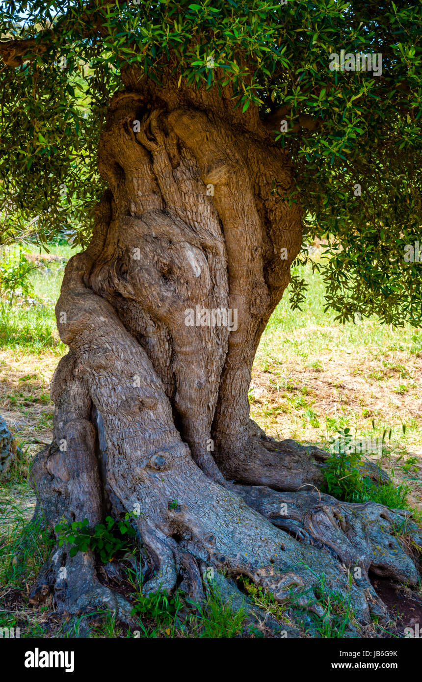 Ancient olive tree trunk, apulia. Italy Stock Photo - Alamy