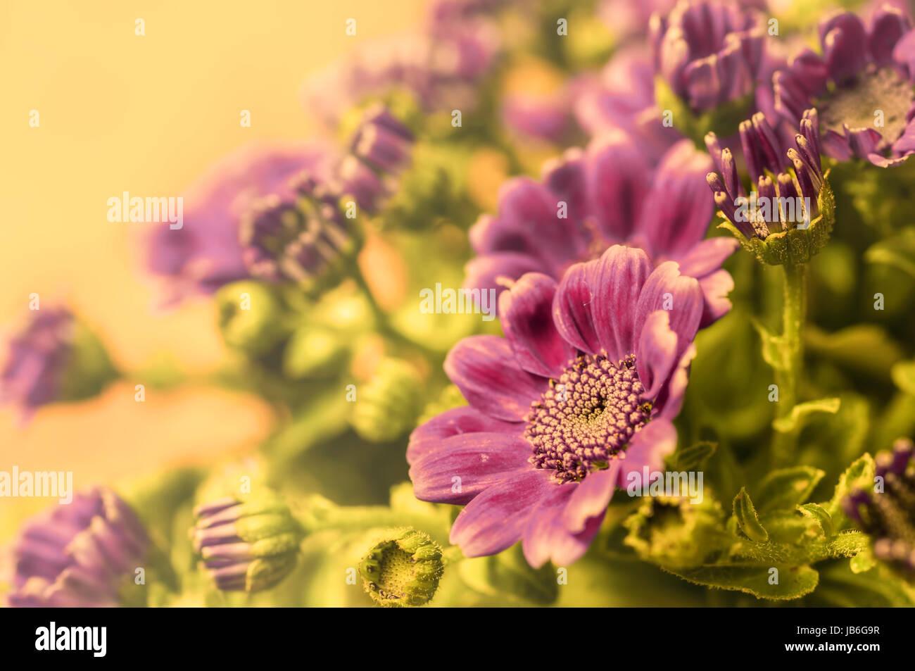 Retro style flowers hi-res stock photography and images - Alamy